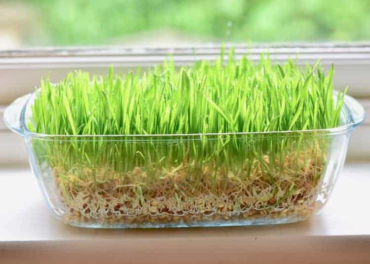 How To Grow Wheatgrass At Home (with & without soil) - Alphafoodie