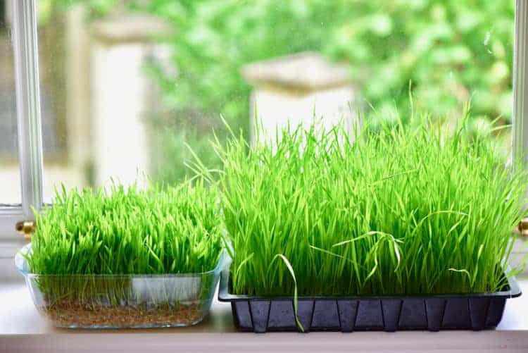 How To Grow Wheatgrass At Home (with & without soil) - Alphafoodie