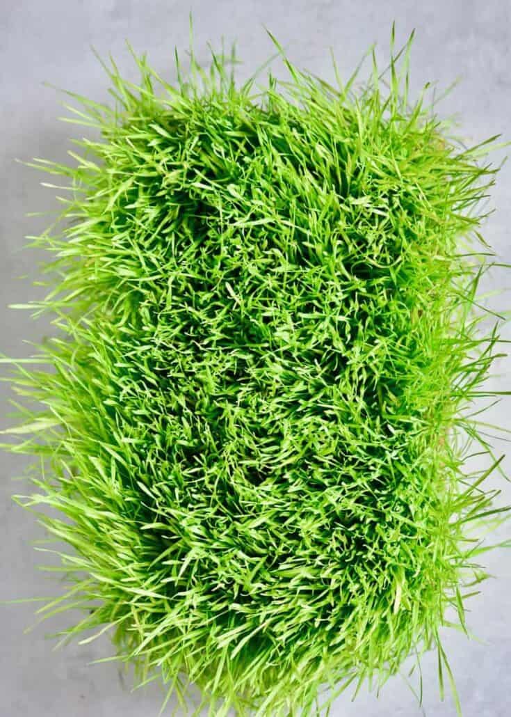 How To Grow Wheatgrass At Home (with & without soil) - Alphafoodie
