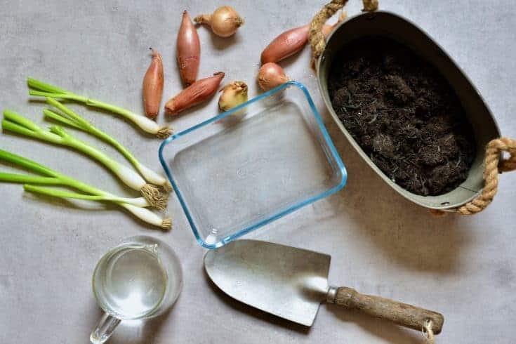 How to Grow Onions at Home From Food Scraps - Alphafoodie