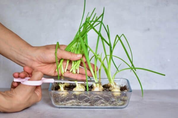 How to Grow Onions at Home From Food Scraps - Alphafoodie