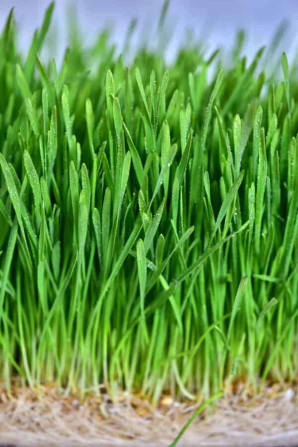 How to make Wheatgrass Shots and Juice - Alphafoodie