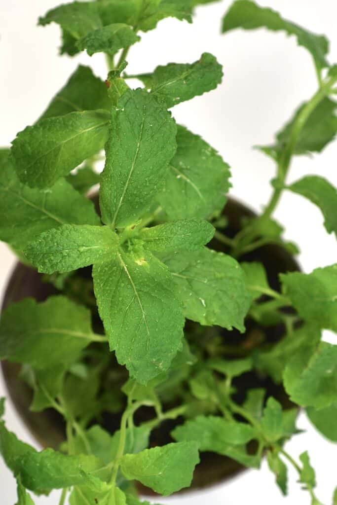 How To Dry Mint (3 Methods for Dried Mint) - Alphafoodie