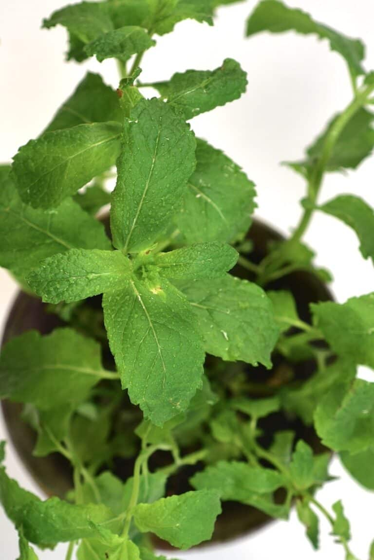 How To Dry Mint (3 Methods for Dried Mint) - Alphafoodie