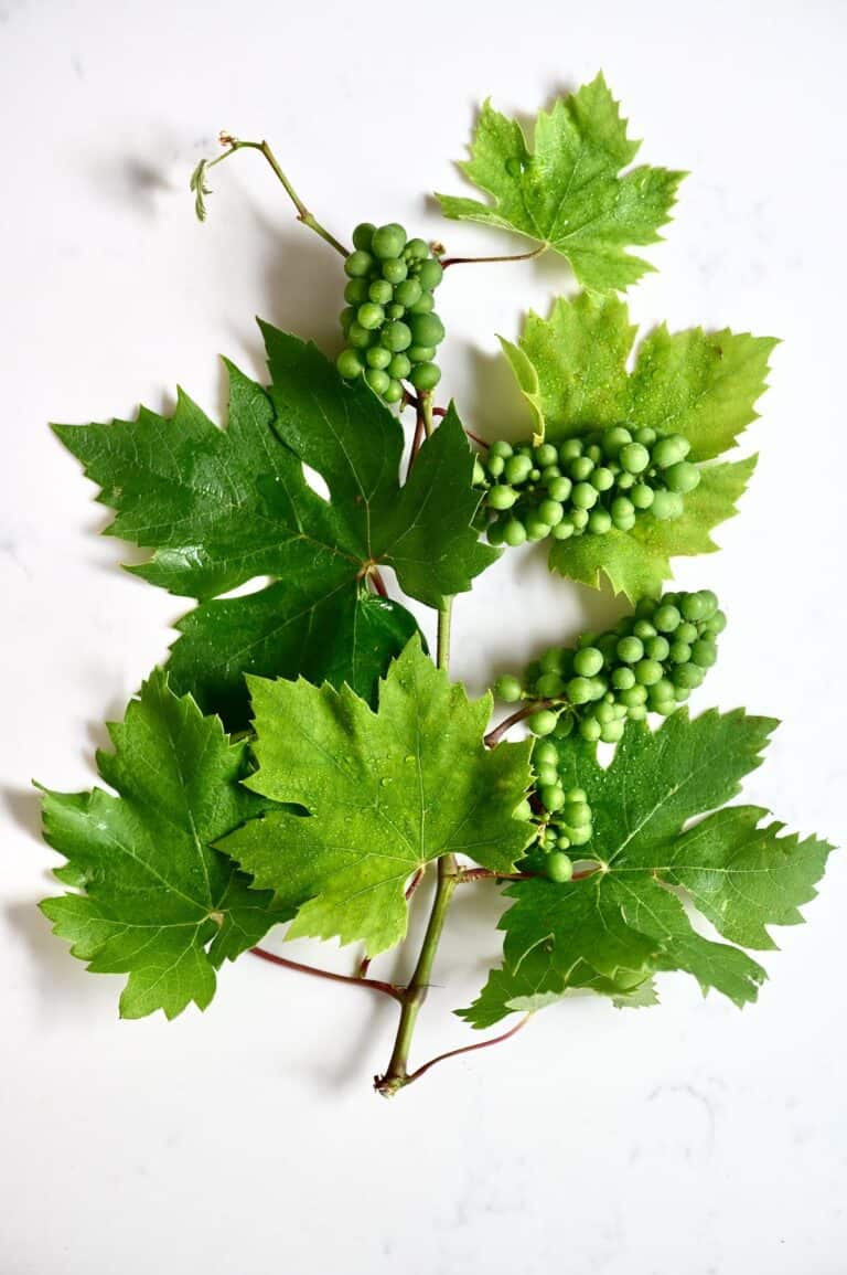 Vegetarian Stuffed Grape Leaves (Dolmas) - Alphafoodie