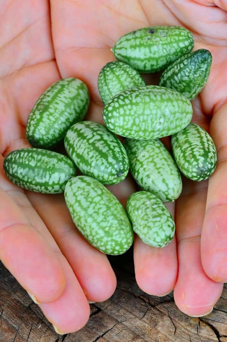 A Quick Guide To Cucamelon Berries - Alphafoodie