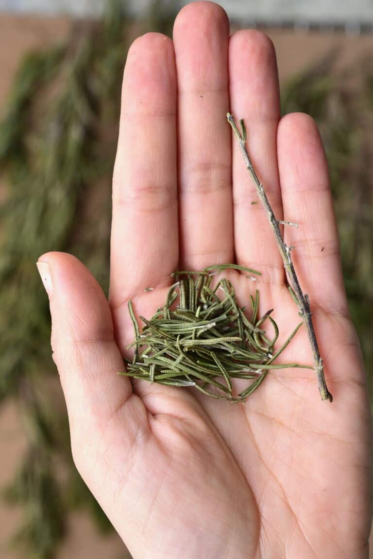 How To Dry Rosemary and Store It (3 Methods) - Alphafoodie
