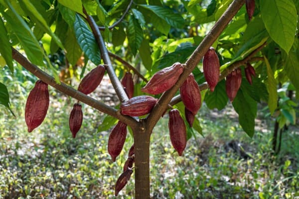 How To Make Chocolate From Cocoa Beans (Bean to Bar Chocolate)