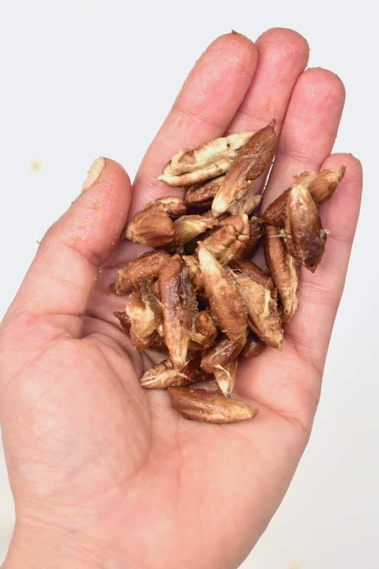 Date Seed Coffee (Caffeine-Free Coffee Alternative) - Alphafoodie