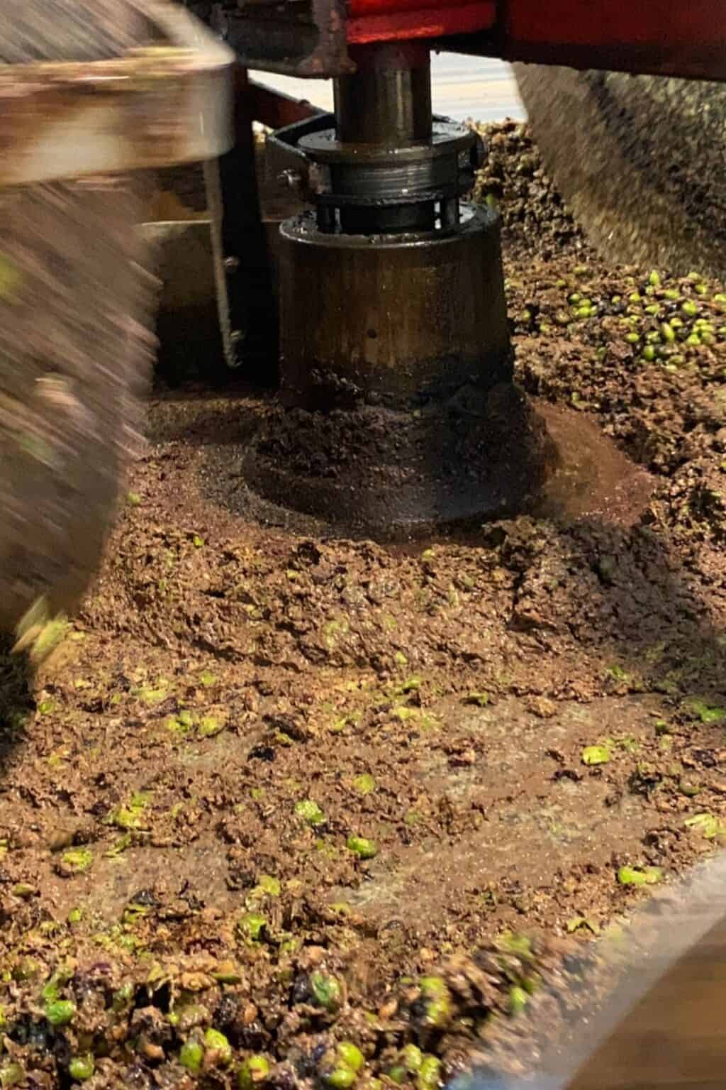 How is Olive Oil Made? (Extra Virgin Olive Oil | Guide | FAQs ...