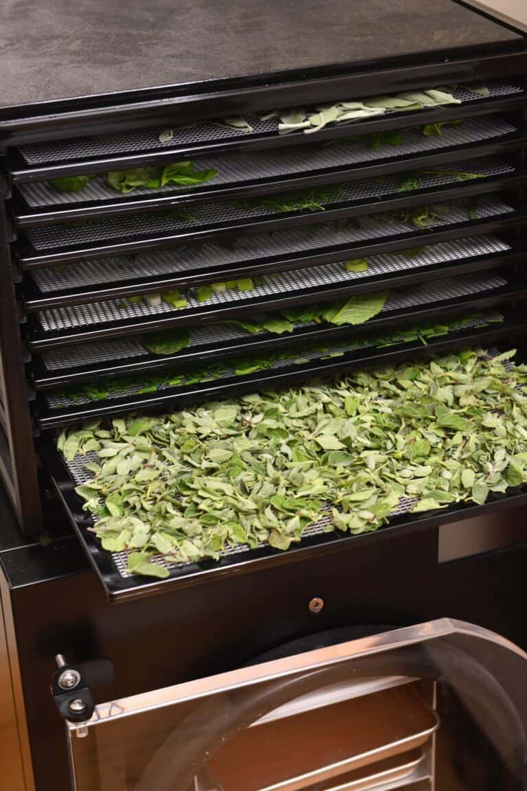 How to Dry Oregano (3 Methods) - Alphafoodie