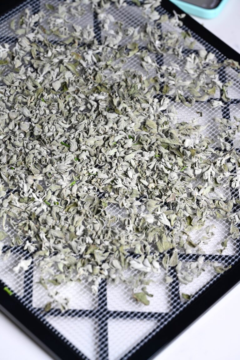 How to Dry Oregano (3 Methods) - Alphafoodie