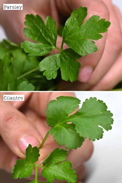 Parsley vs Cilantro: What's the Difference? - Alphafoodie