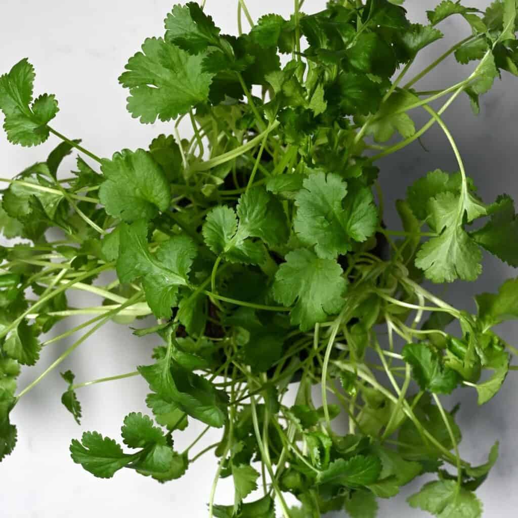 Parsley vs Cilantro: What's the Difference? - Alphafoodie