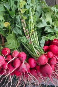 Radishes and What to Do with Them - Alphafoodie