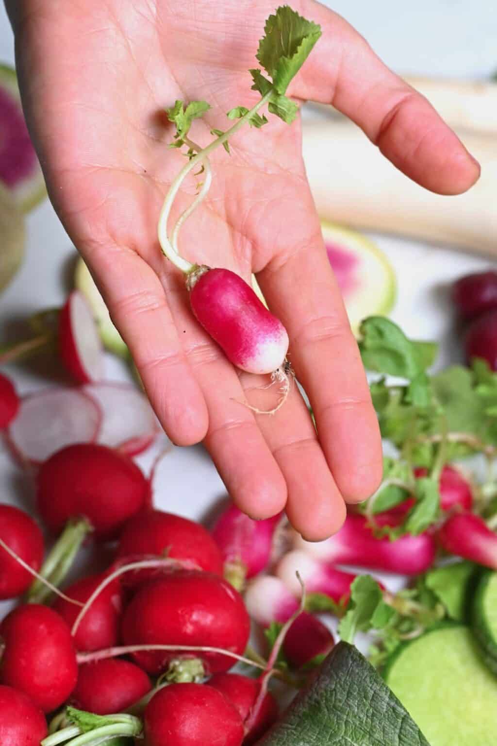 12 Popular Types of Radishes - Alphafoodie
