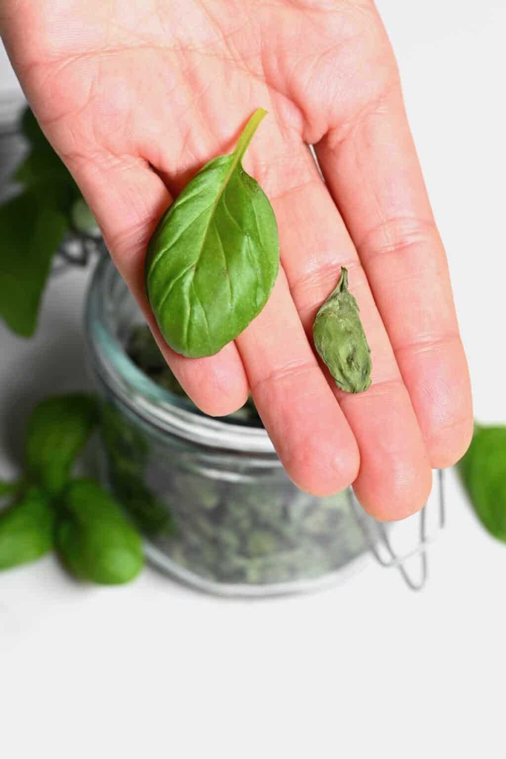 How to Dry Basil Leaves (3 Methods) - Alphafoodie