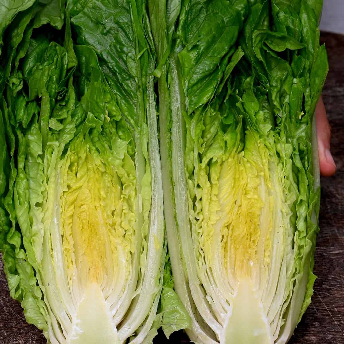 Romaine Lettuce Head